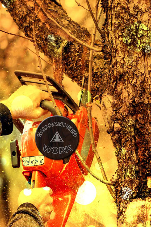 ArborWest | Tree Surgeons – TREE REMOVAL – TREE TRIMMING AND PRUNING ...